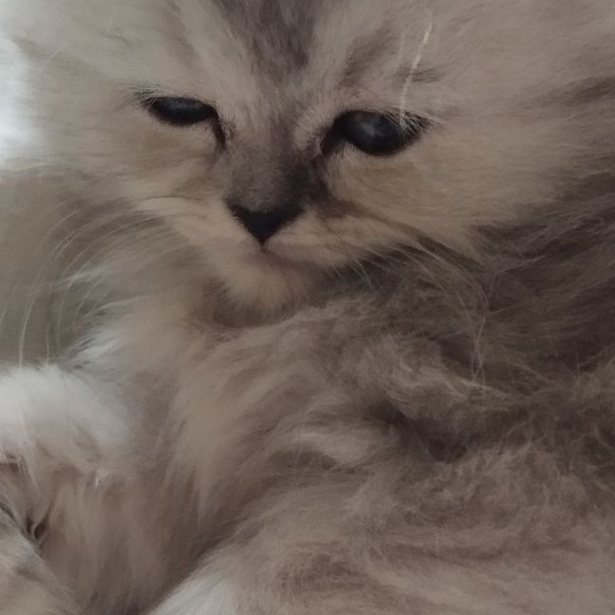 Котята породистые пушистые