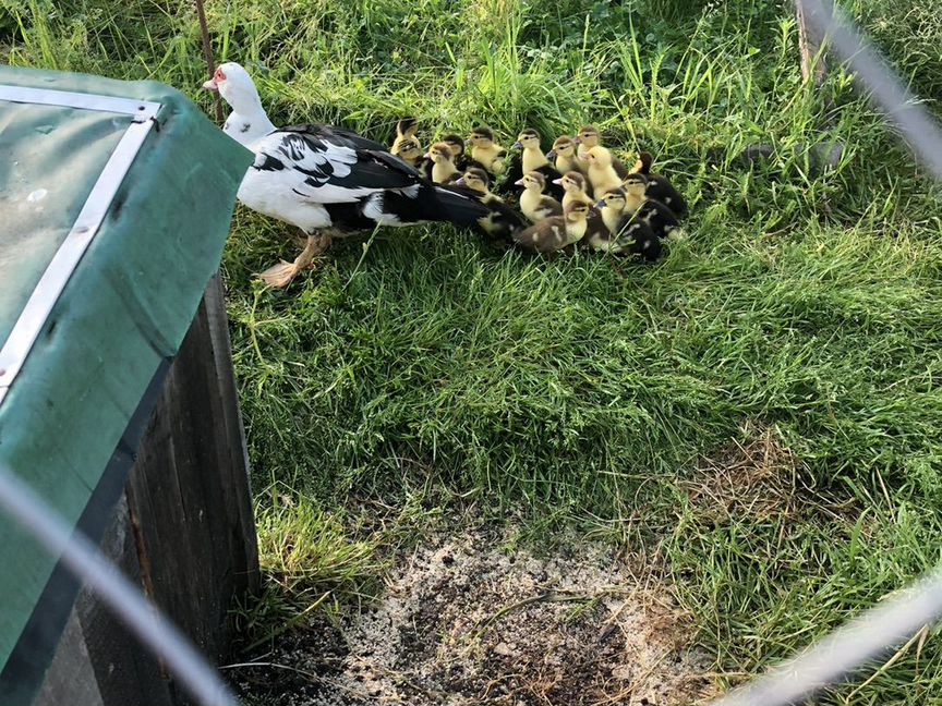 Продаются индоутята с уткой-мамой