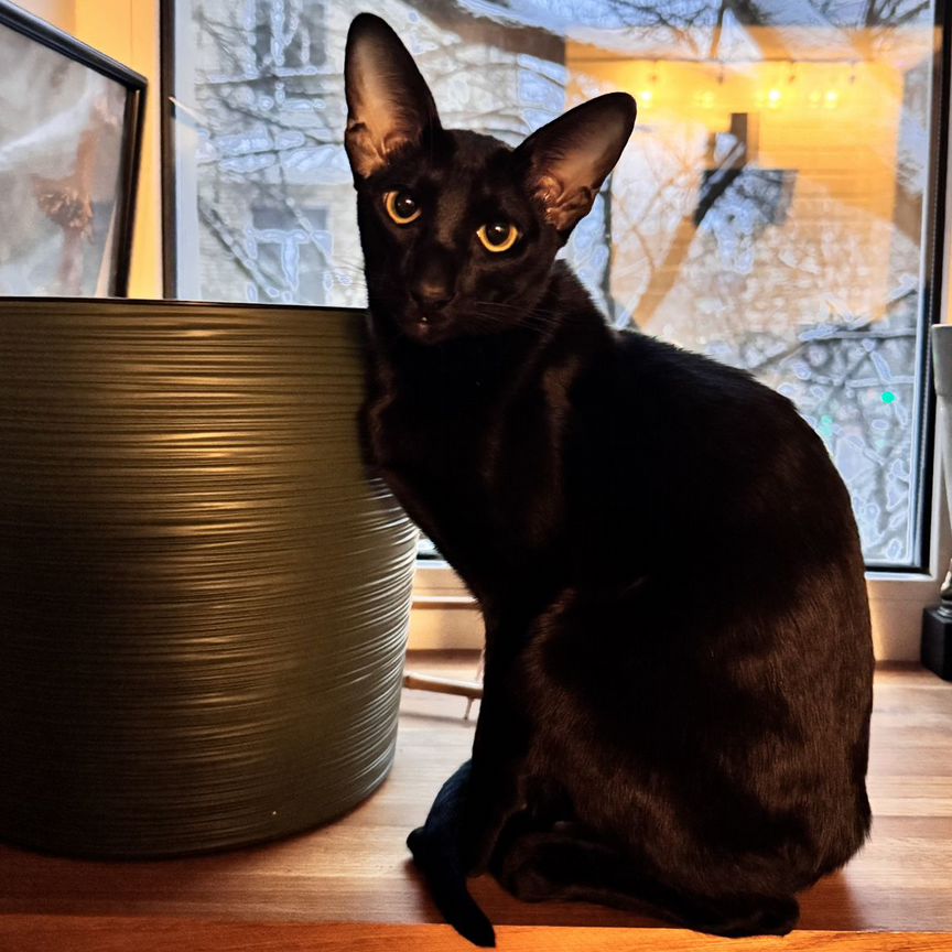 Ориентальный котёнок