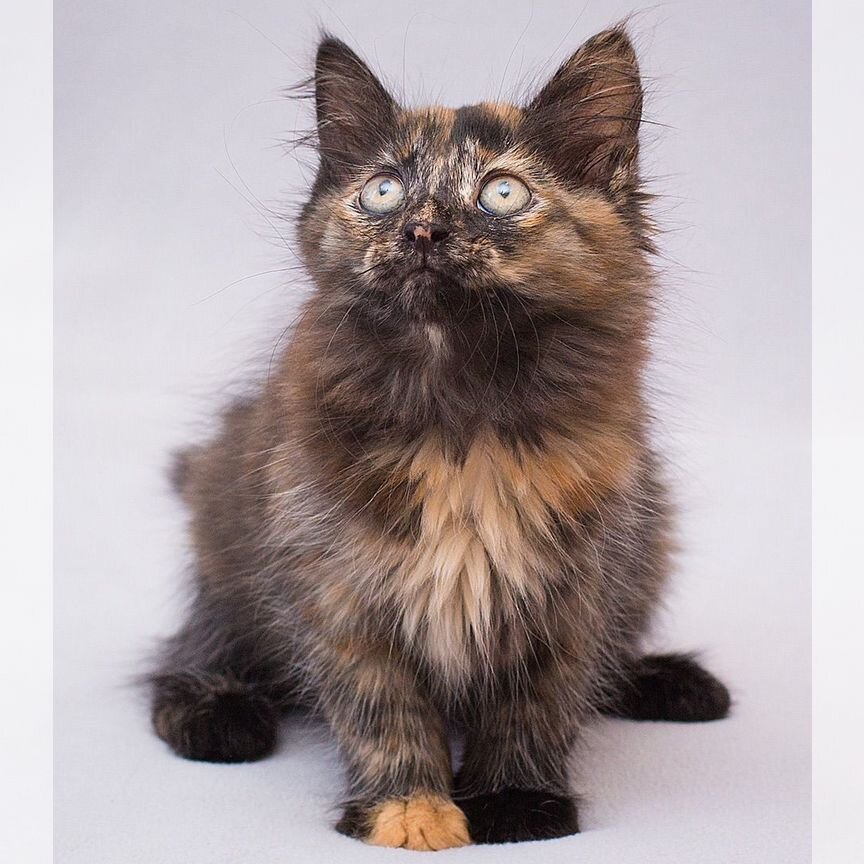 Мини Коко котенок