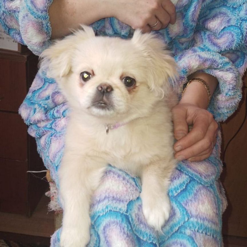 Щенок пекинеса мини