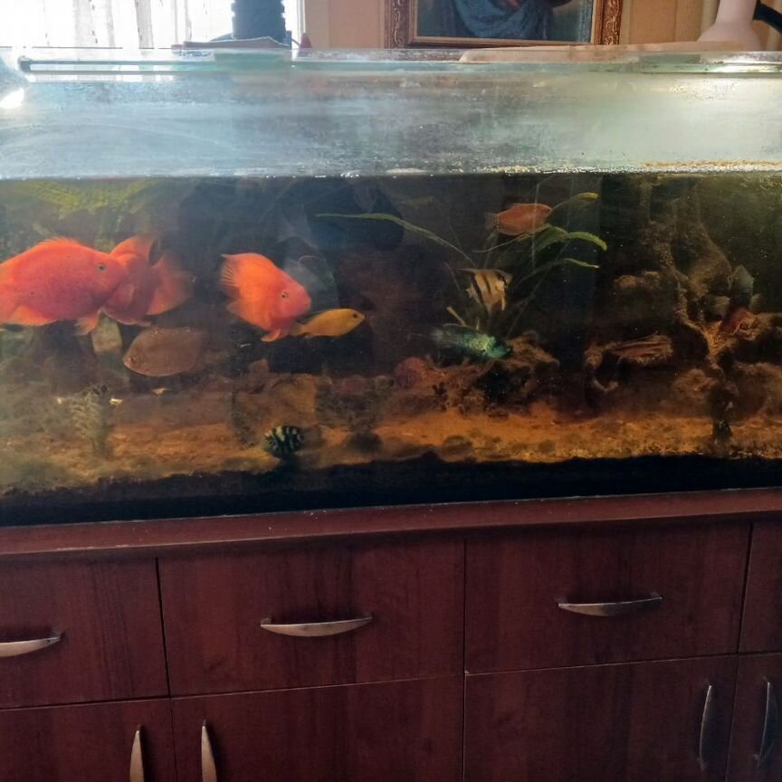 Продаю аквариум с тумбой и рыбками