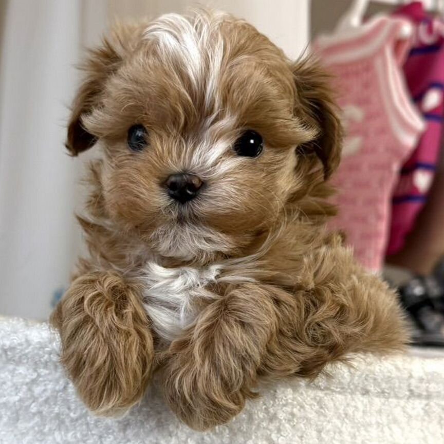 Мальтипу, щенок