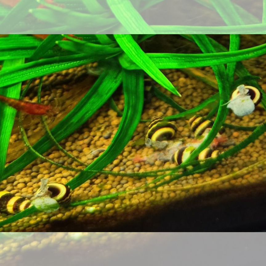 Улитки аквариумные хелена