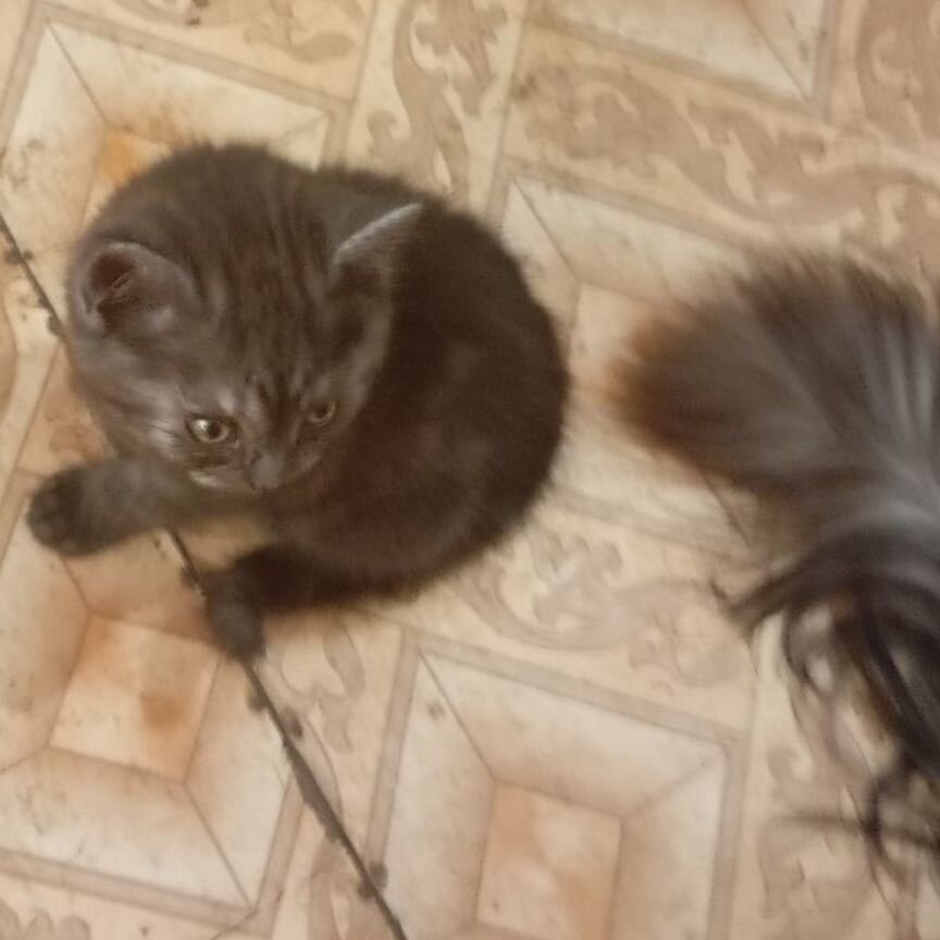 Котята в добрые руки бесплатно