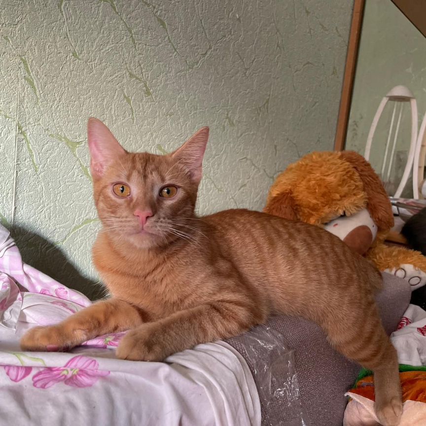 Мальчик, Рыжий красавец, 8 мес