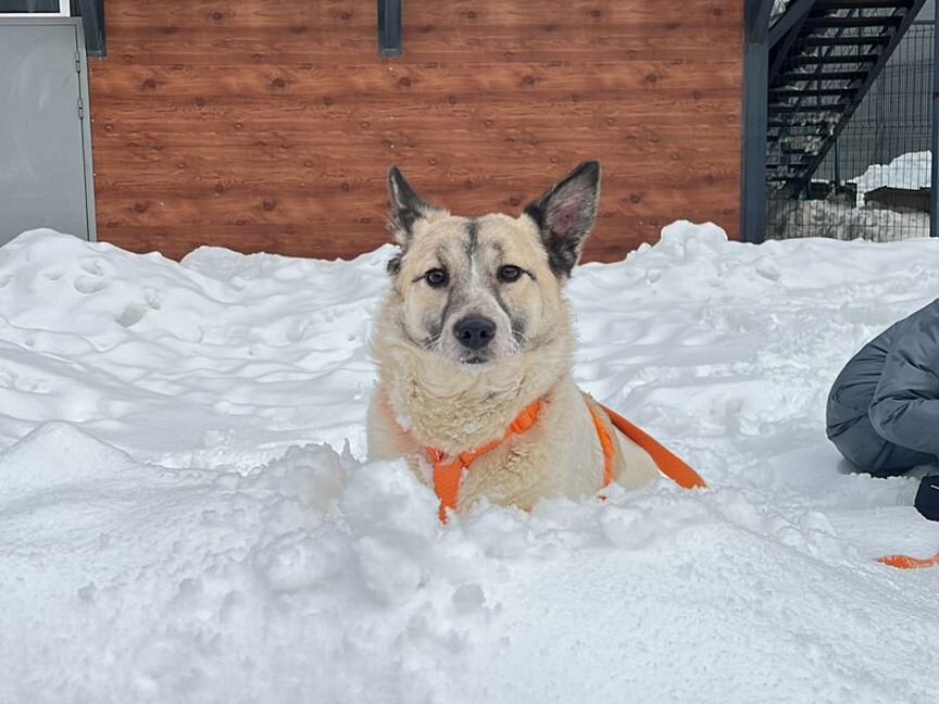 Собака из приюта