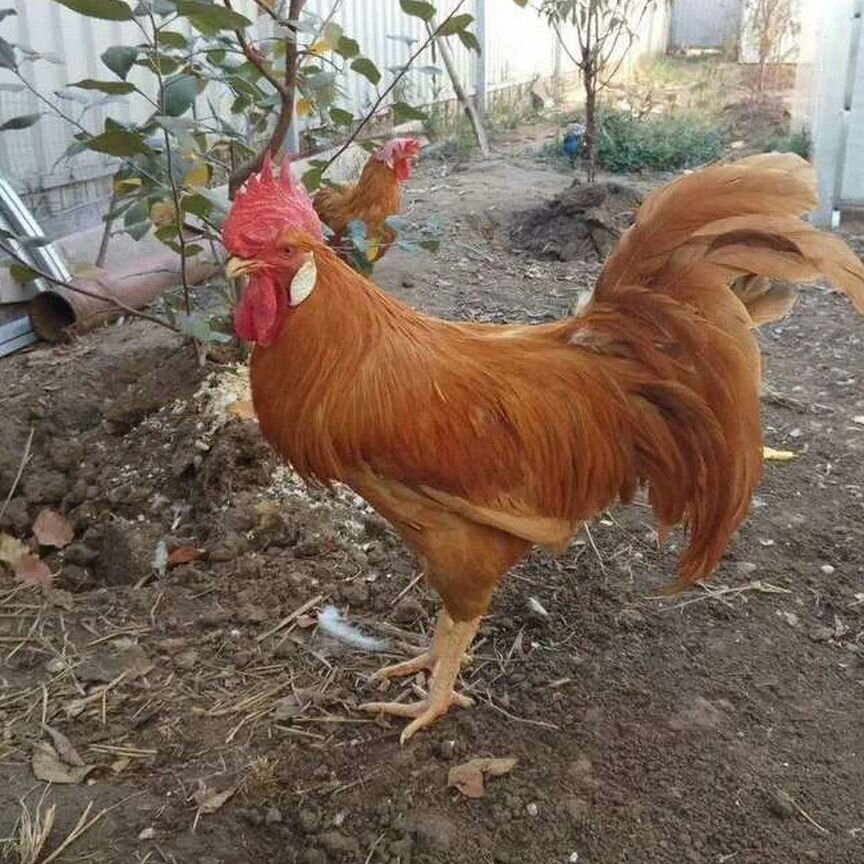 Породистые петушки легорнов