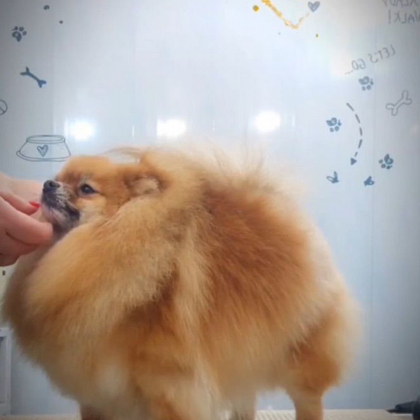 Померанский шпиц, щенок