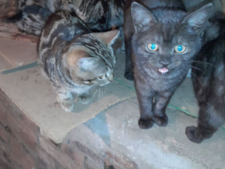 Котята