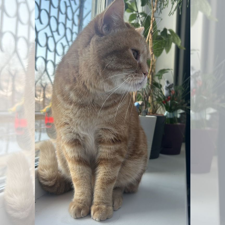 Британская длинношёрстная, взрослая кошка