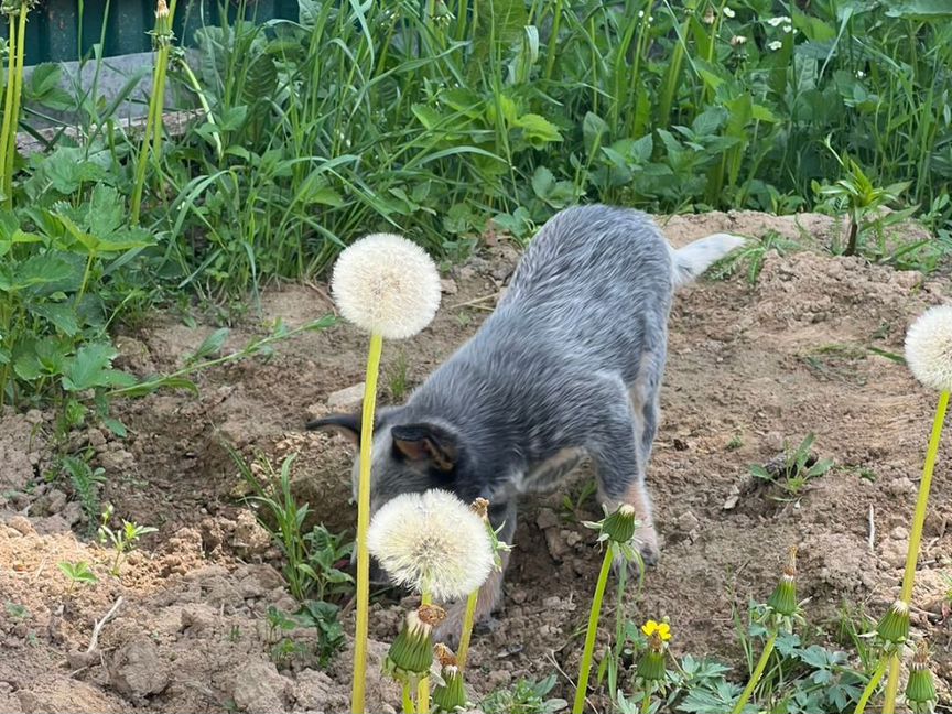 Австралийская пастушья собака/хилер