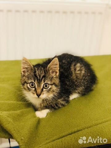 Котенок в добрые руки