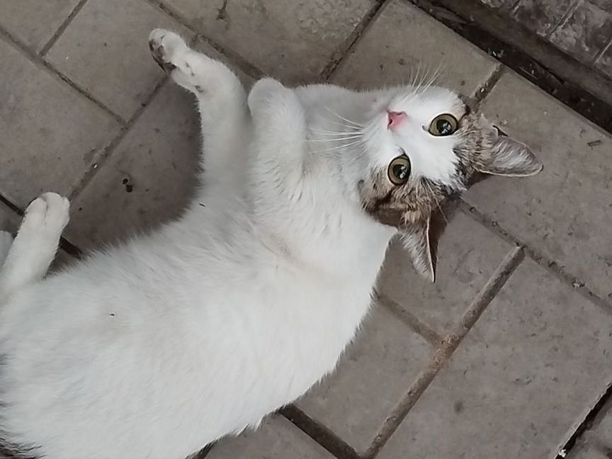 Чей кот