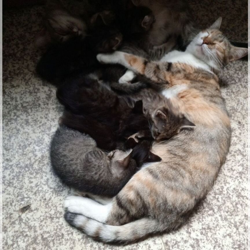 Кошка родила котят их много все красивые очень