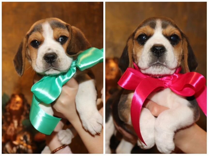 Шикарные щенки Бигля