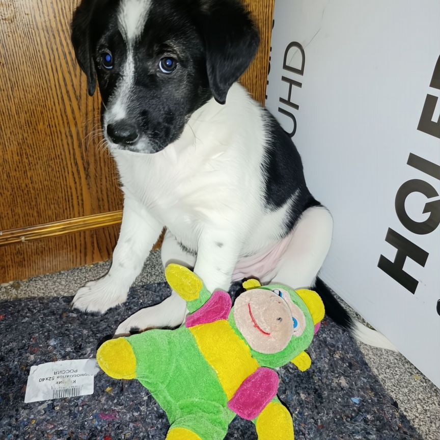 Щенок в добрые руки