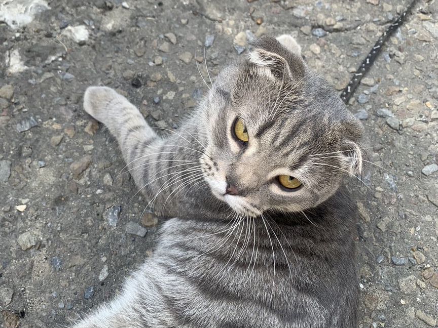 Британский кот вязка