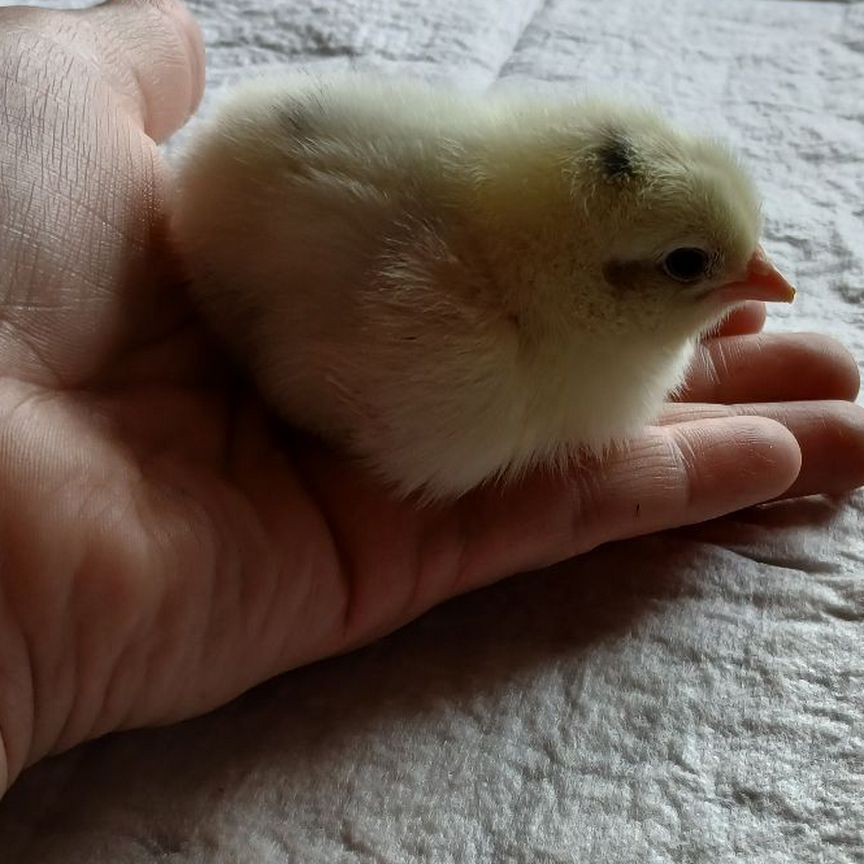 Цыплята Коралл Ник