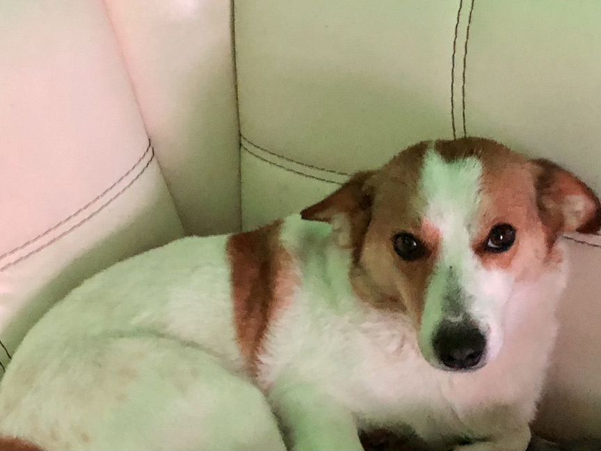 Метис корги с джек расселом