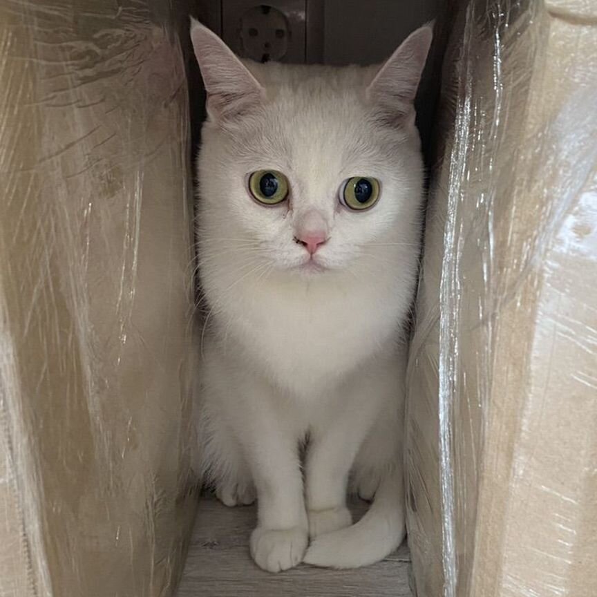 Шотландская прямоухая короткошёрстная, взрослая кошка