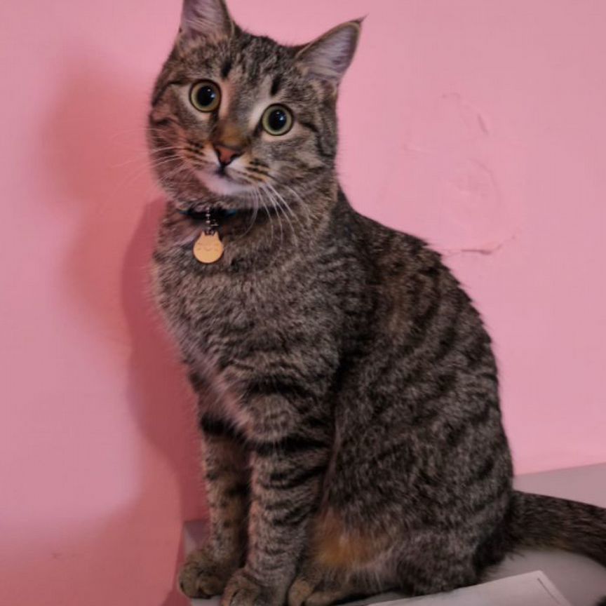 Взрослая кошка в добрые руки