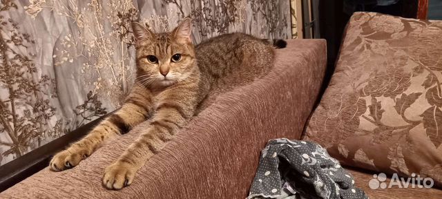 Британская кошка