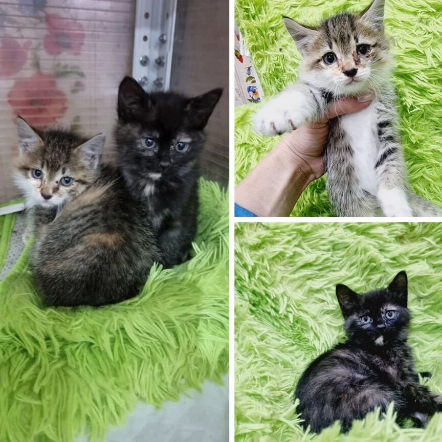 Котята в добрые руки