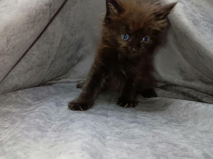 Котята мейн-кун