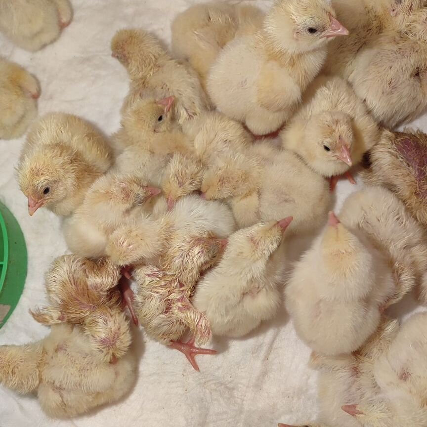 Цыплята бройлеры росс 308