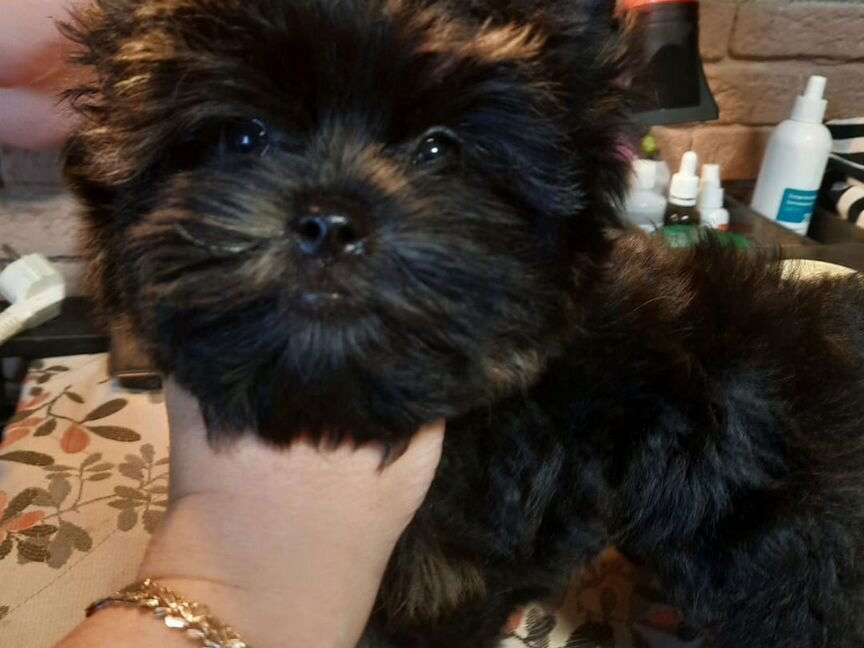 Щенок чёрного йорка