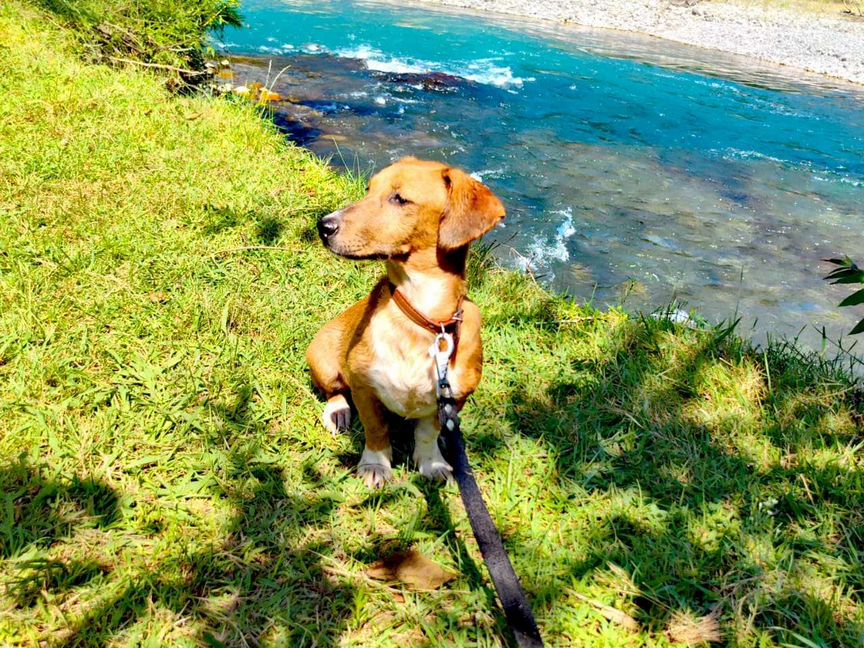 Девочка коротколапик