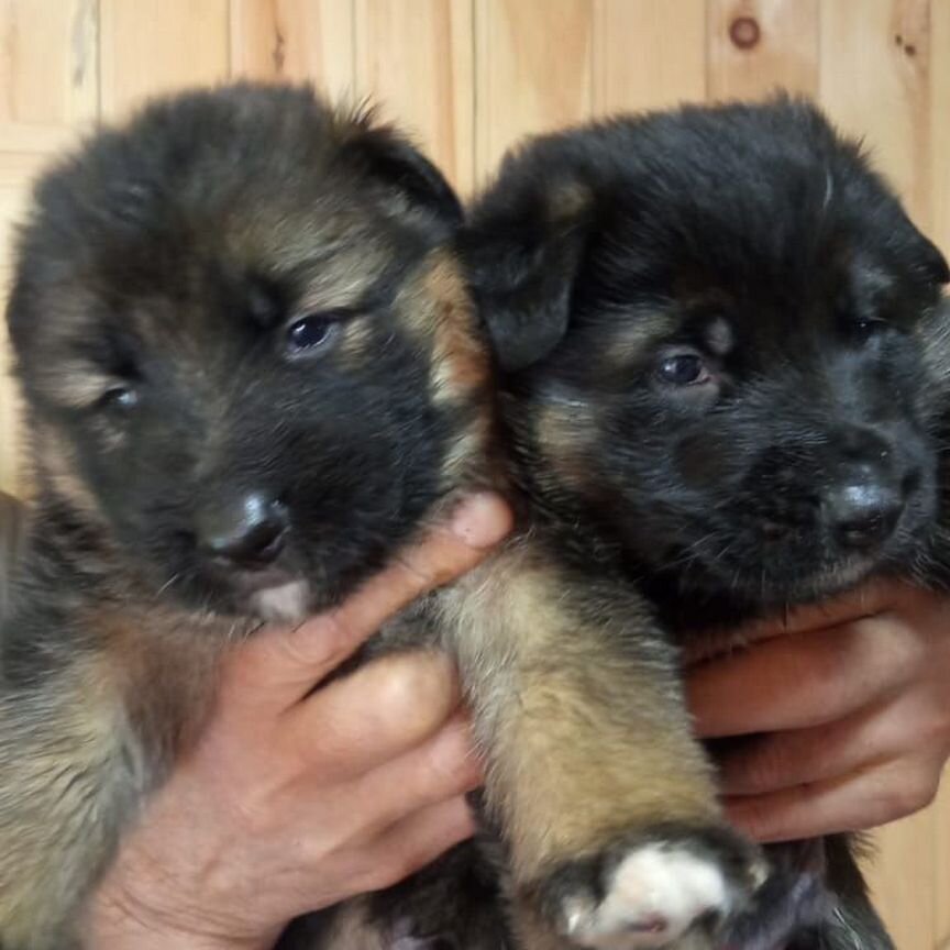 Щенки овчарки