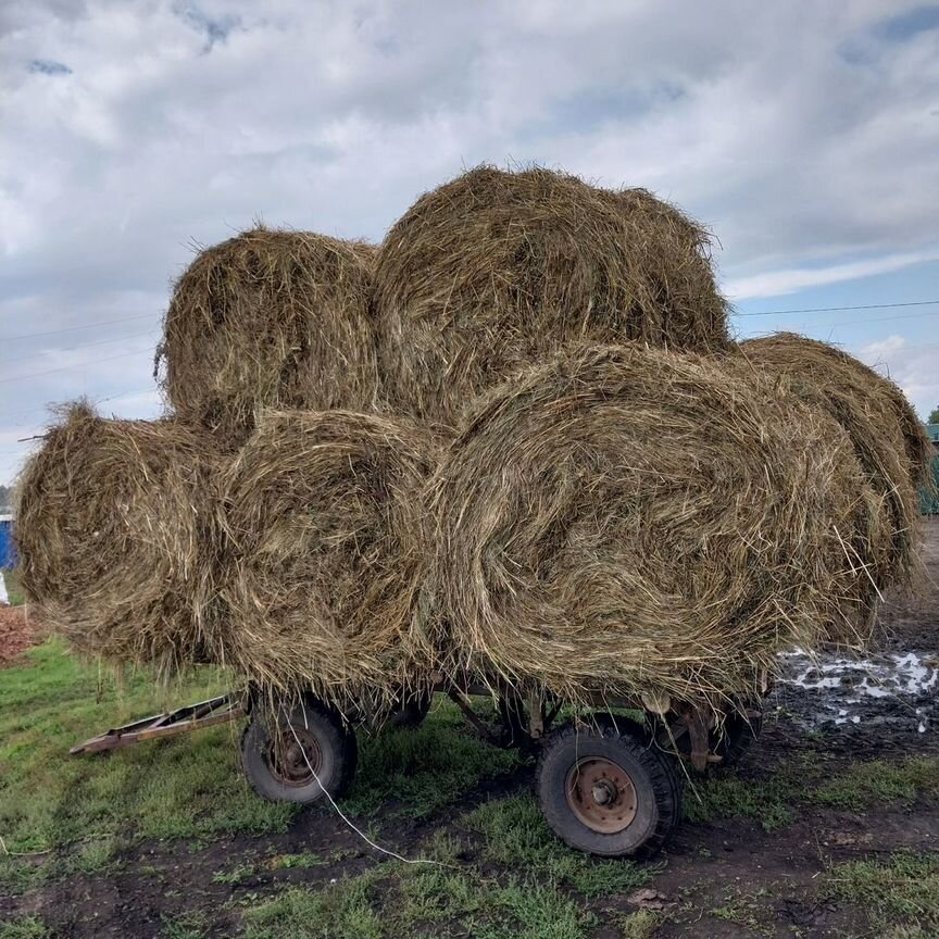 Сено в рулонах