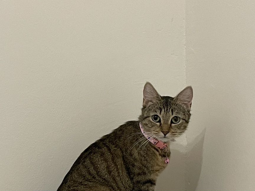 Кошка