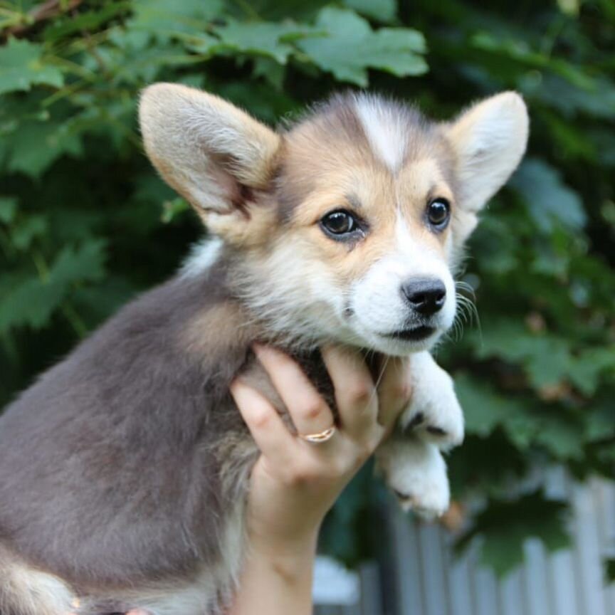 Вельш-корги пемброк мальчик