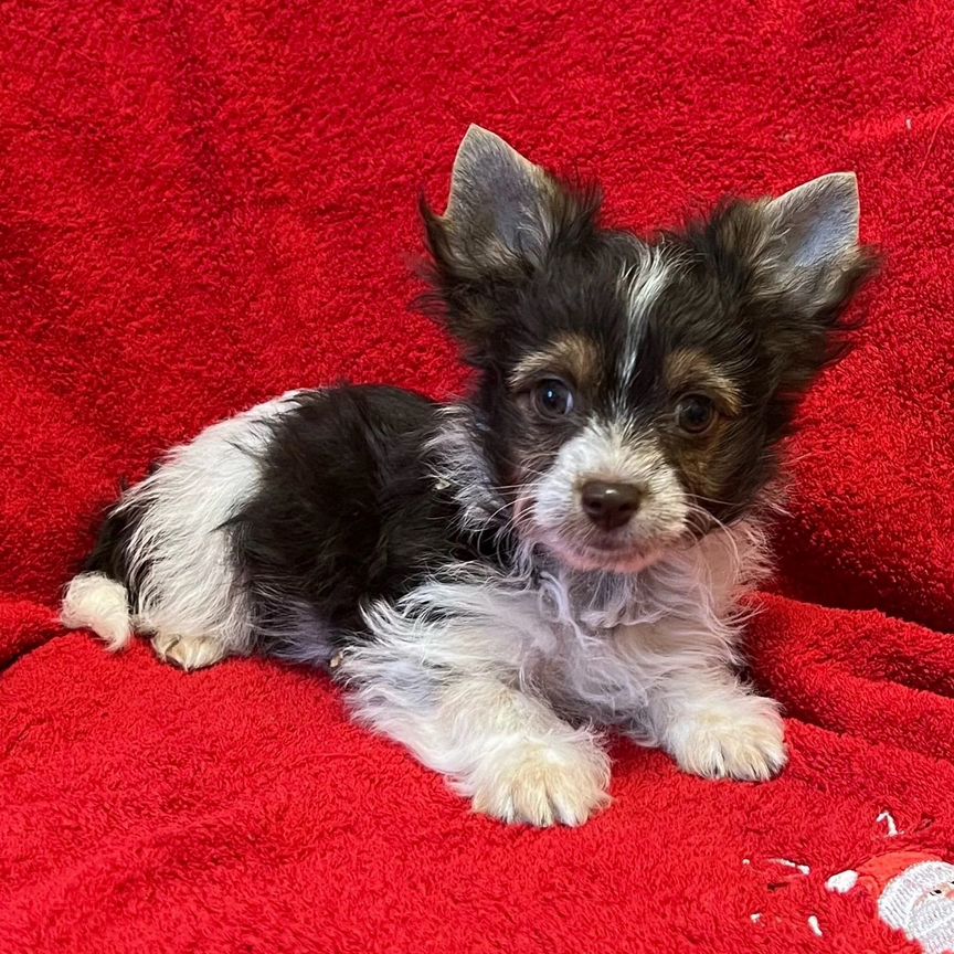 Щенок бивер мальчик