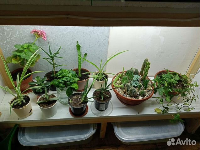 Комнатные растения купить в Ростове на Дону Товары для дома и дачи