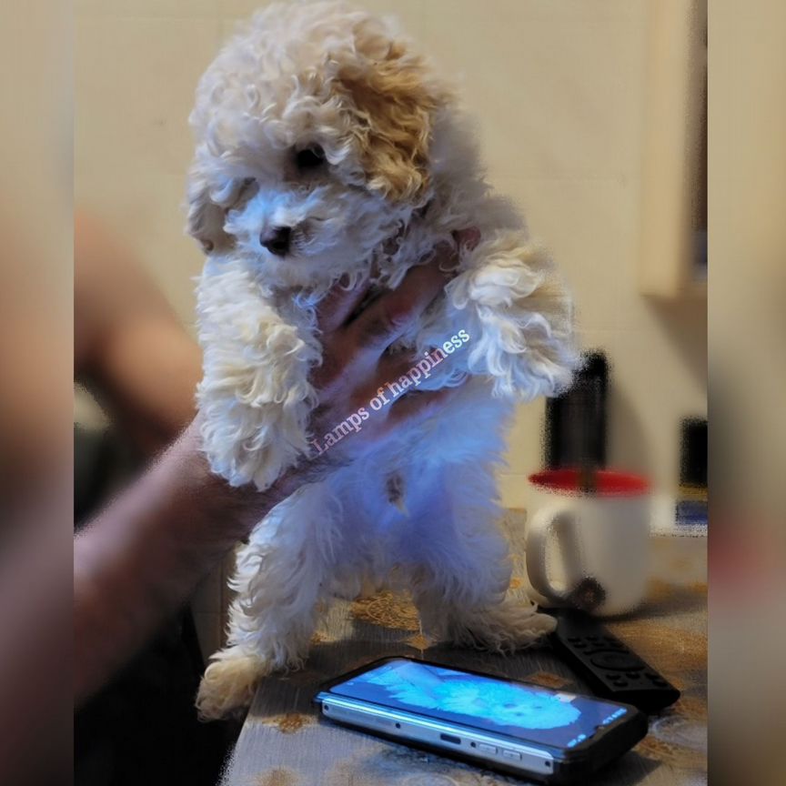 Мальтипу, щенок