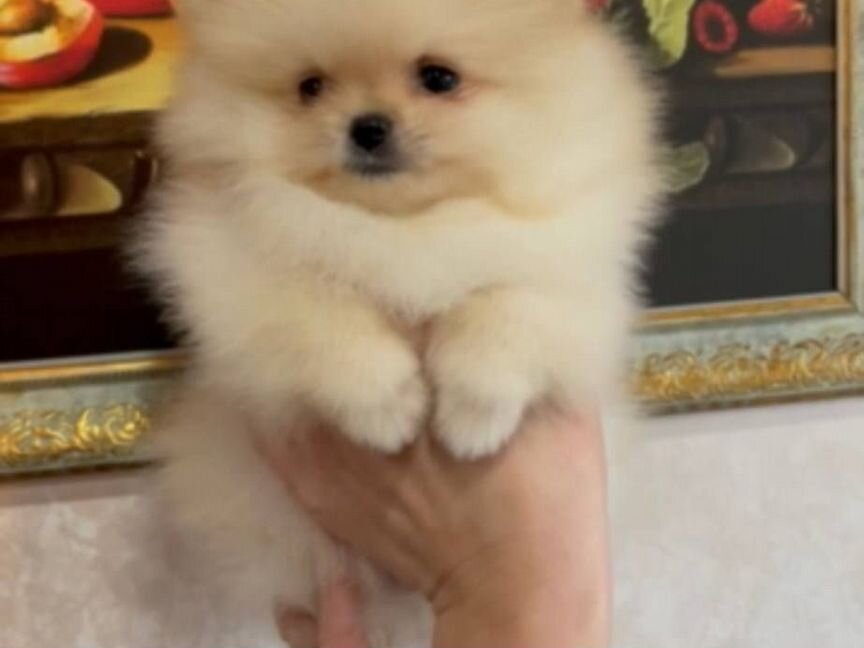 Шпиц мальчик щенок кремовый