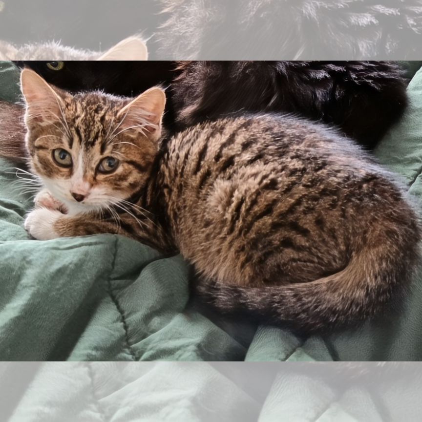 Котёнок в добрые руки