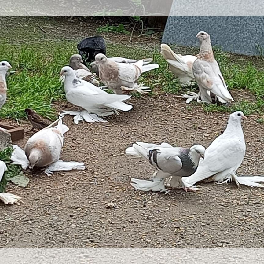 Голуби