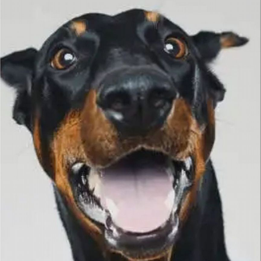 Доберман, взрослая собака