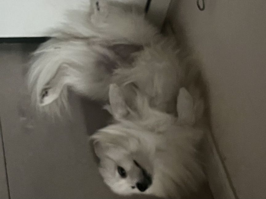 Японский шпиц