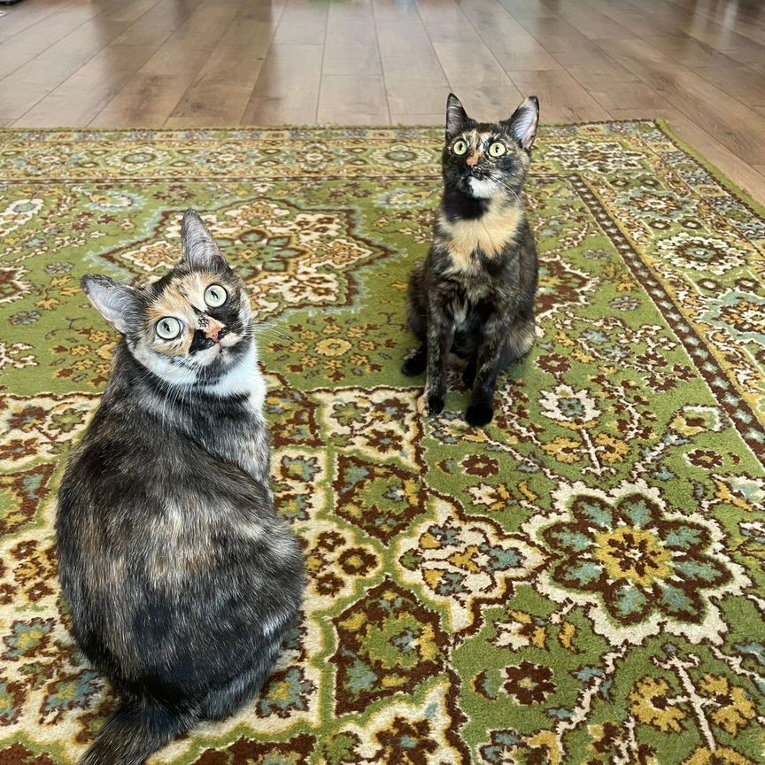 Отдам двух кошечек