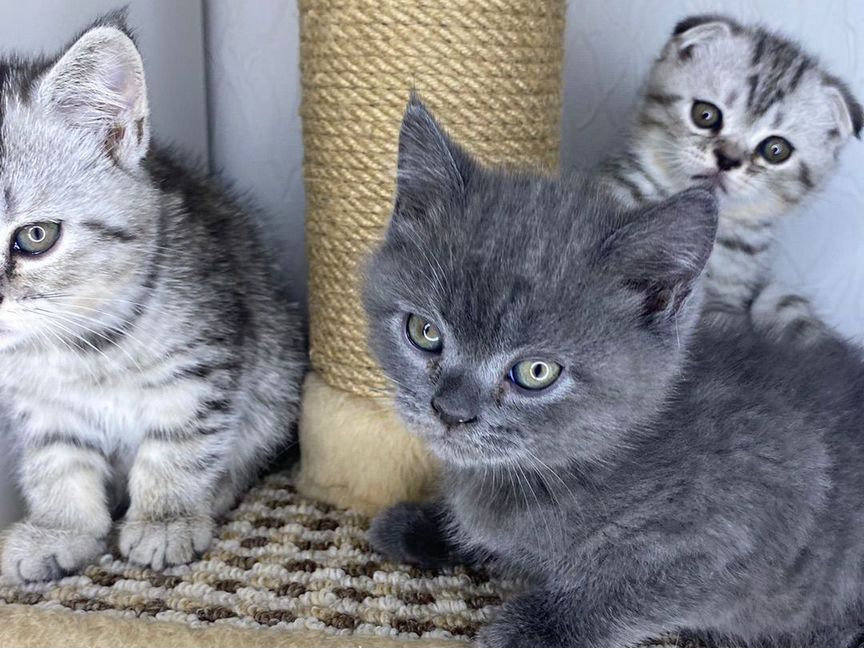 Шотландские котята