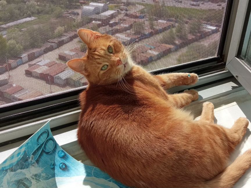 Отдам очень доброго кота :)