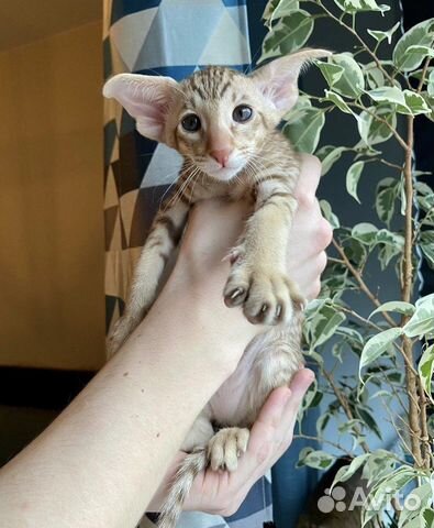 Ориентальная кошка Шанель