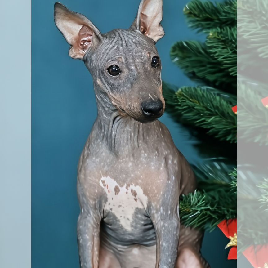 Американский голый терьер, щенок