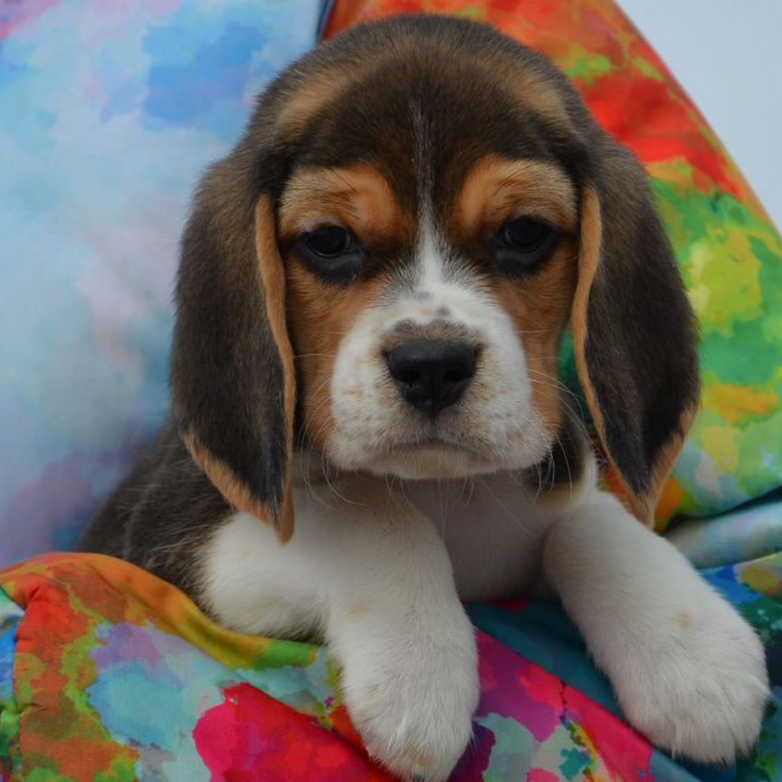 Бигль, щенок